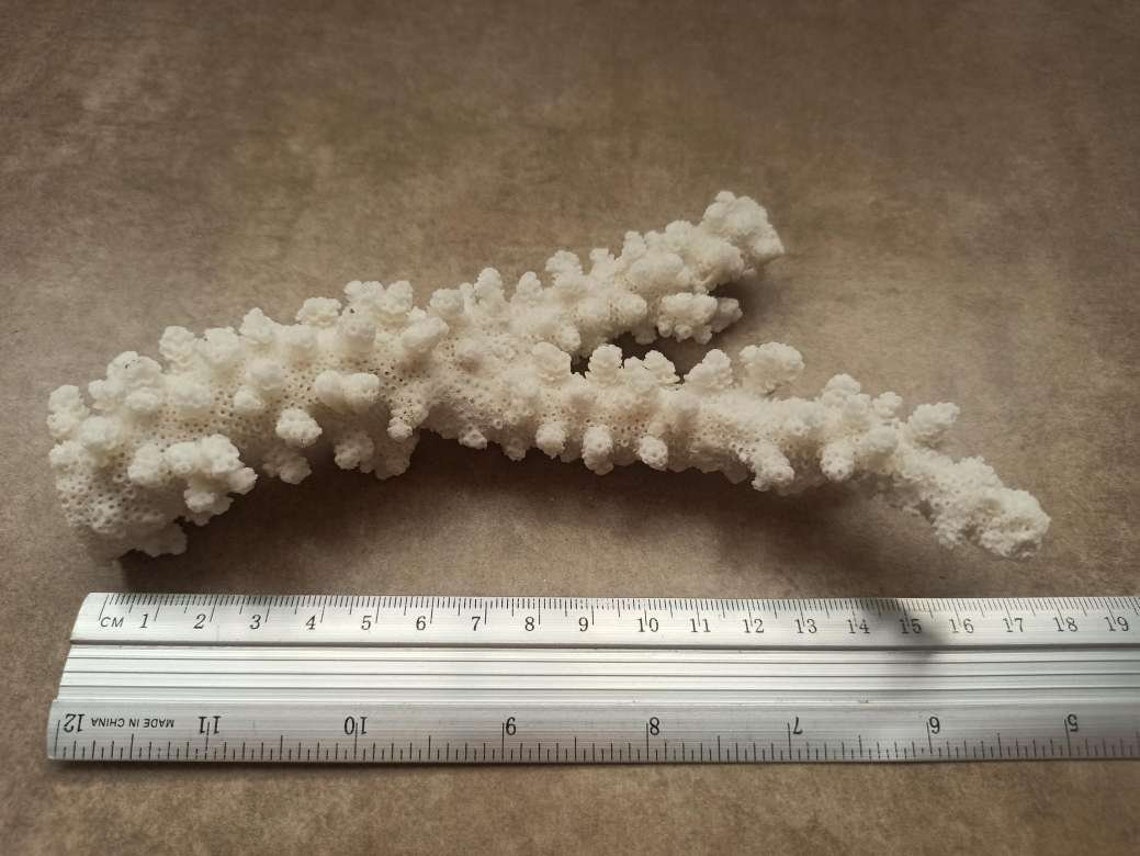 Large Coral Natural White Coral Tree White Coral Natural - Etsy
