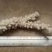 Large Coral Natural White Coral Tree White Coral Natural - Etsy