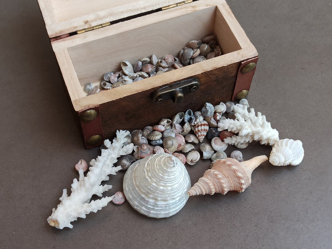 Sea Shell Set in Woden Box, Ocean Shell, Coral, Shell Treasure ...
