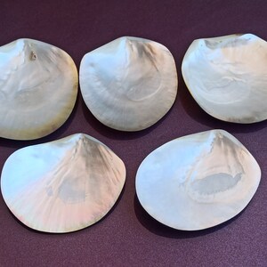 Shell Pinctada Margaritifera, Pearl Shell, Lipped Mother of Pearl ...