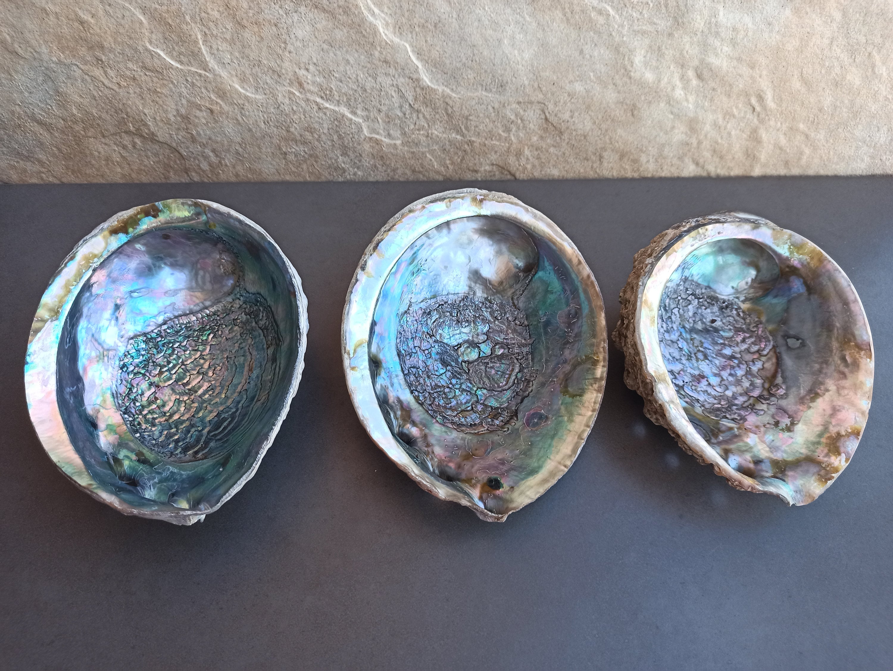 Big Purple Sea Shell, Large Rare Shell, Mother of Pearl Seashell, Sea ...