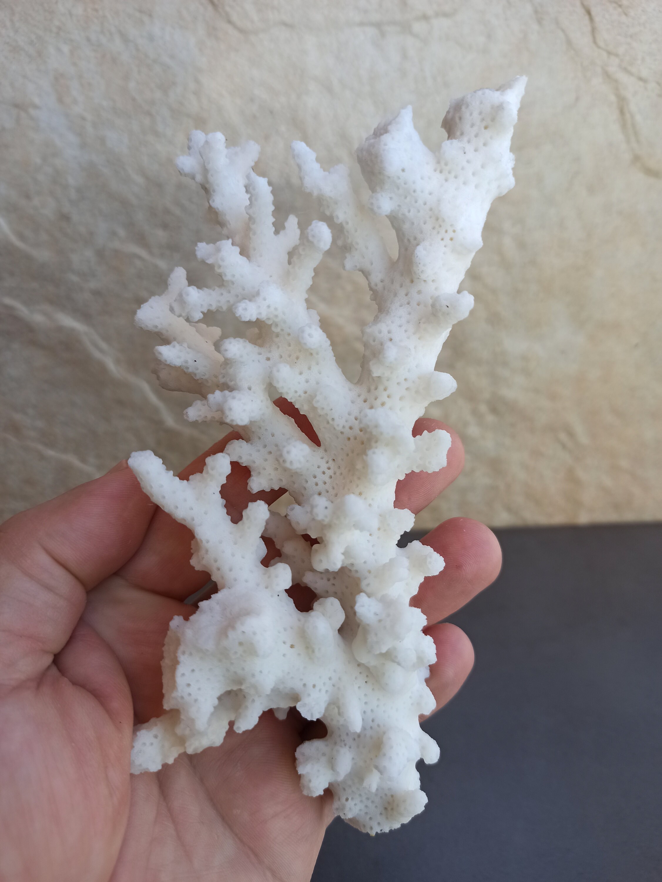 Real White Coral Reef Natural Coral Sea Coral Decoration - Etsy