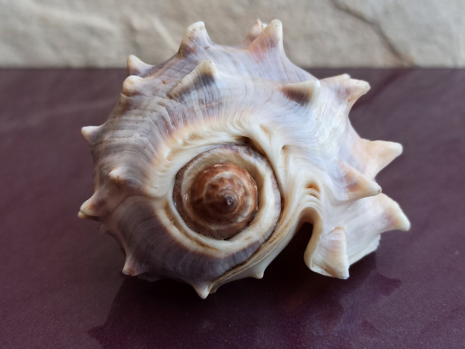 Spiked Sea Shells Set: Natural Ocean Decor, Nautical Wedding - Etsy