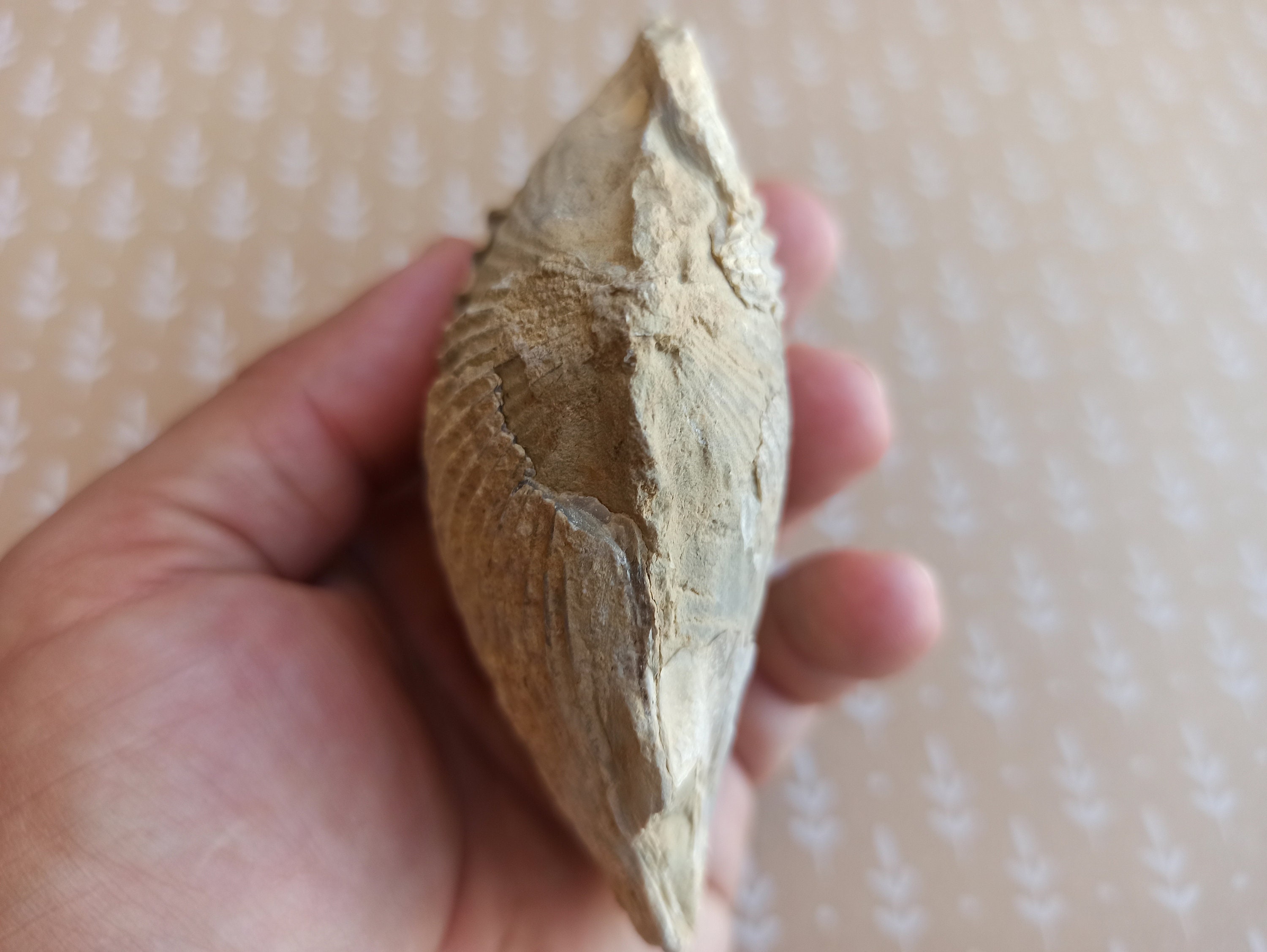 Large Fossil Shell, Ancient Shell, 100 Million Years Old, Fossil Clam ...