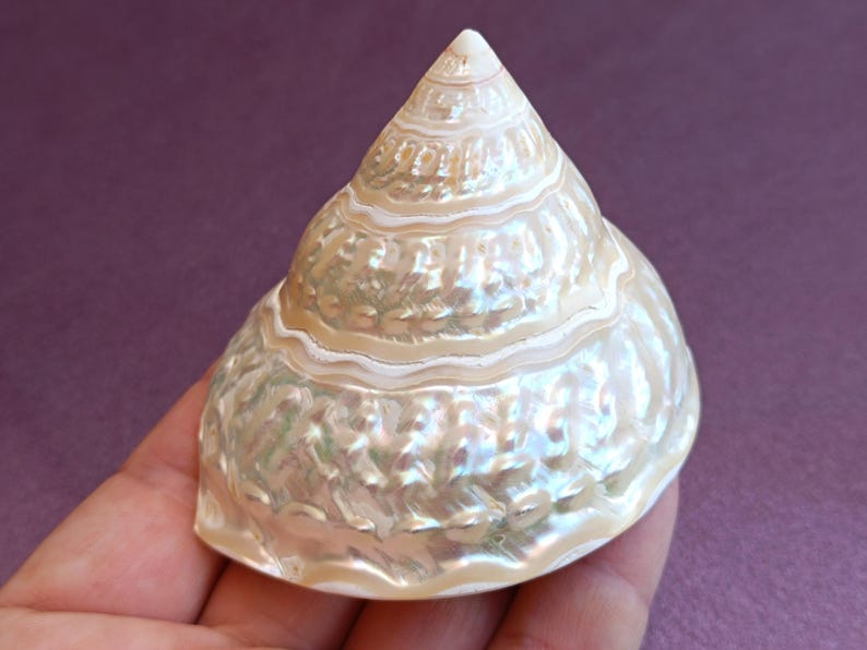 Nacre Seashell: Mother-of-pearl Bell Conch Craft Shell - Etsy