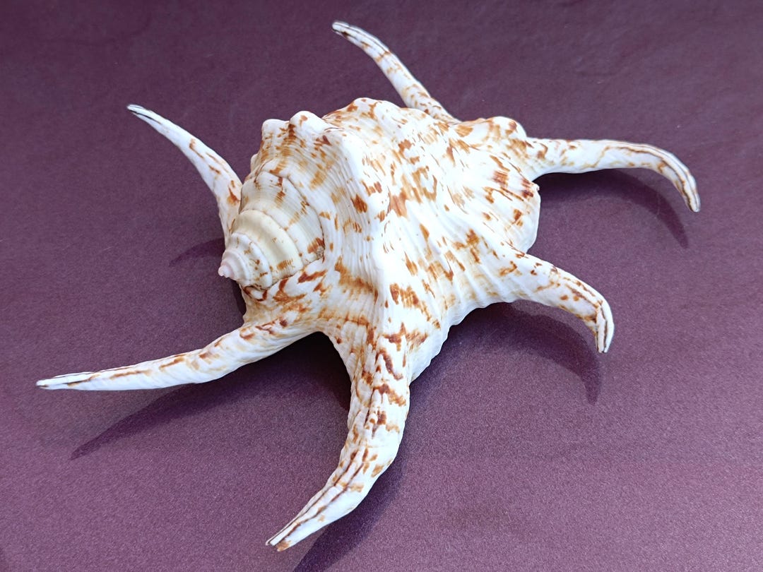 Lambis Shell, Big Shell, Huge Ocean Shell, Sea Shell Treasure, Natural ...