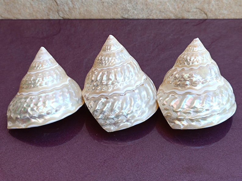 Nacre Seashell: Mother-of-pearl Bell Conch Craft Shell - Etsy