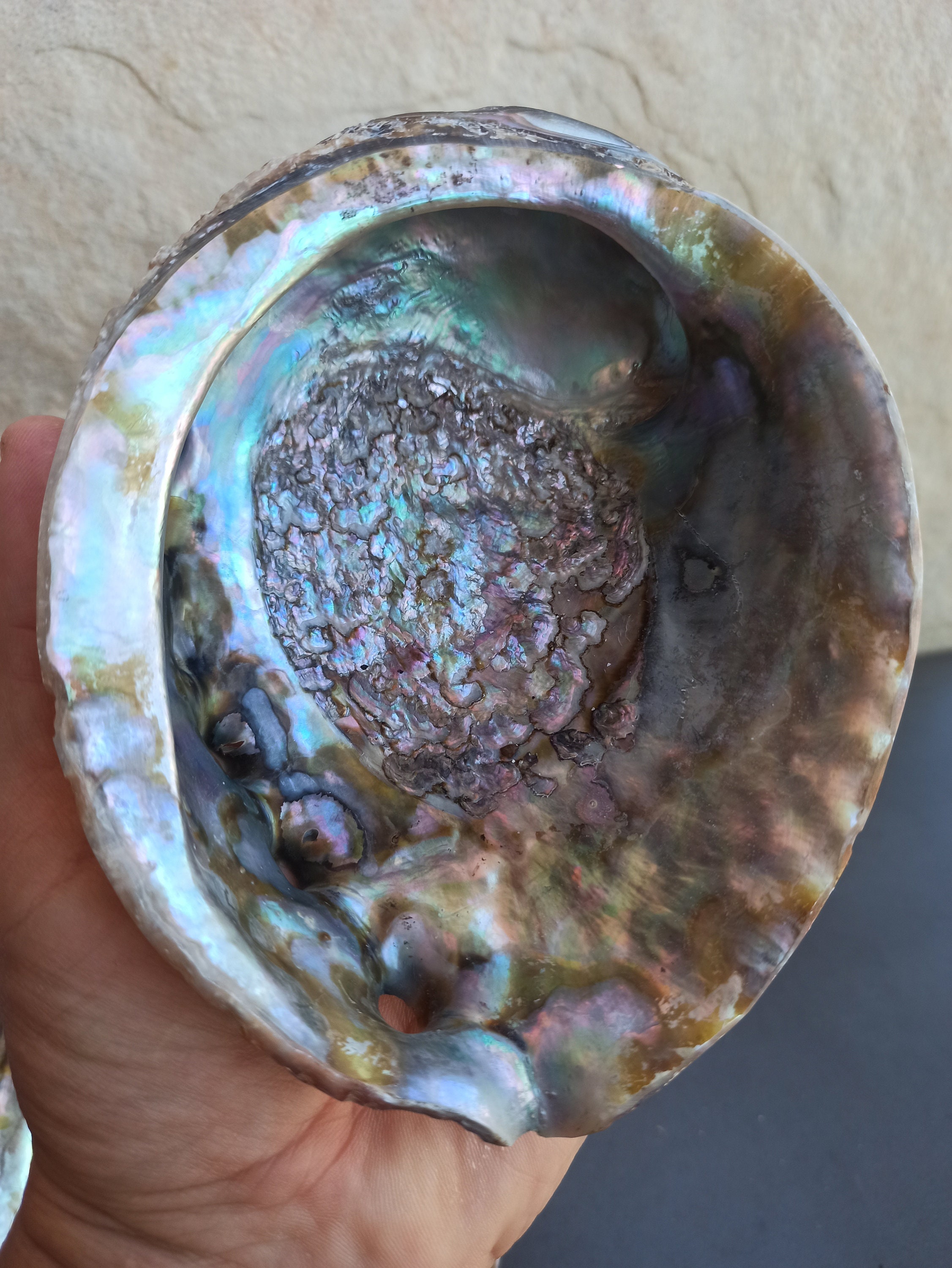 Big Purple Sea Shell Large Rare Shell Mother of Pearl - Etsy