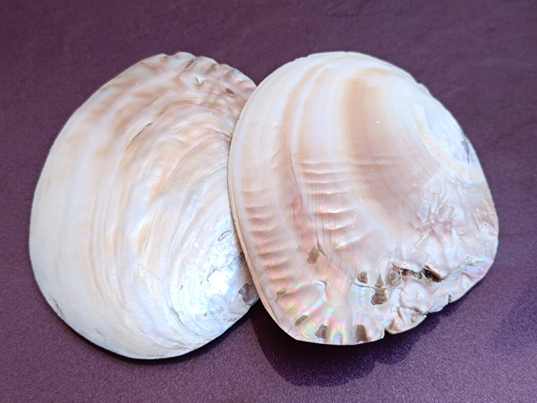 Mother-of-pearl Purple Sea Shell, Large Rare Shell, Mother of Pearl ...