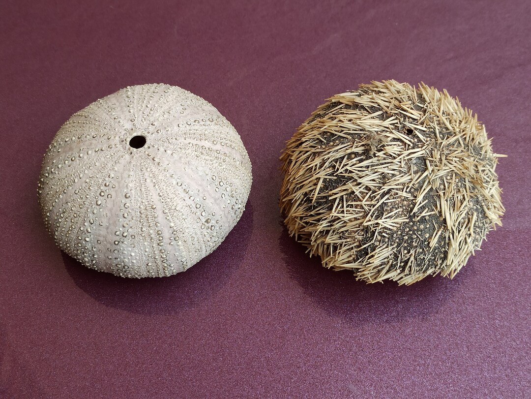 Set of 2 Sea Urchin, Sea Urchin, Big Sea Urchin, Sea Urchin Shell ...