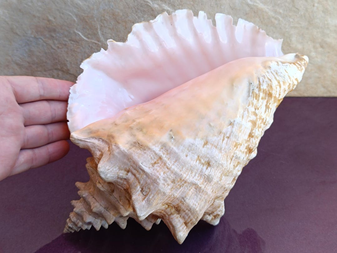 LARGE Huge Beautiful Shell, Big Crab Shell, Huge Ocean Shell, Sea Shell ...