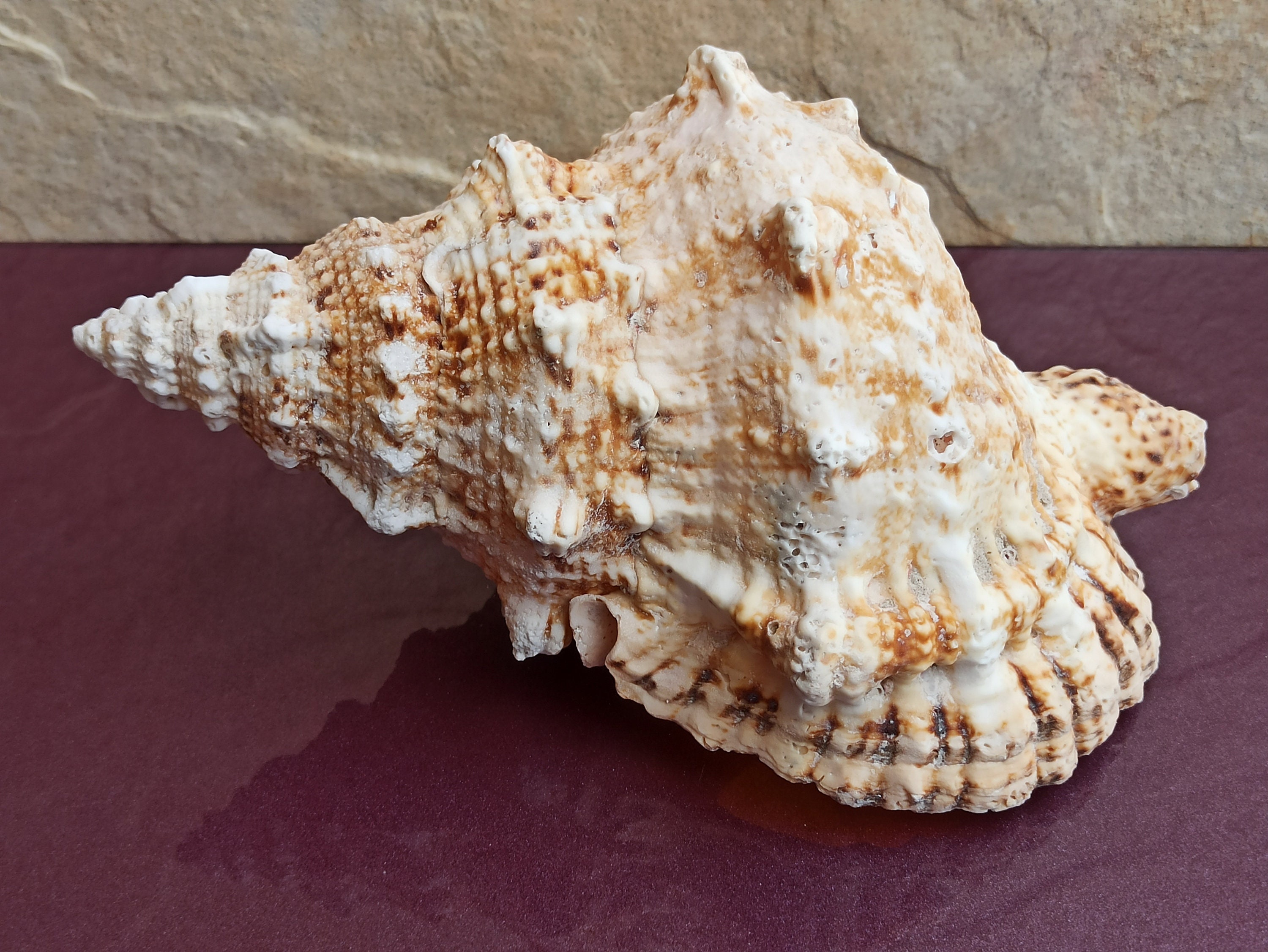 Big Seashell Rough Sea Shell Large Shell Sea Treasure - Etsy