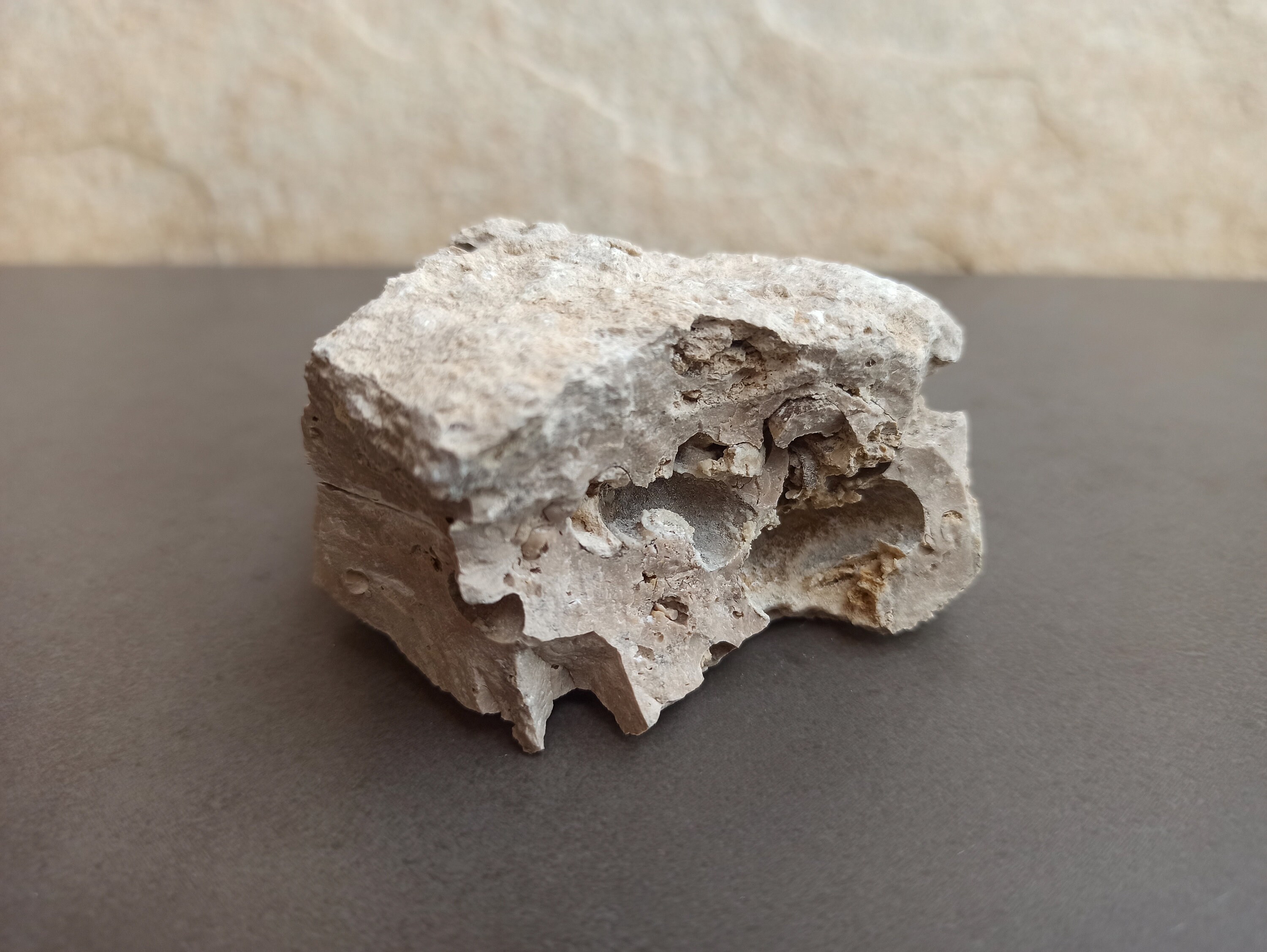 Ancient Shells in Stone Ancient Spanish FOSSIL Ancient - Etsy