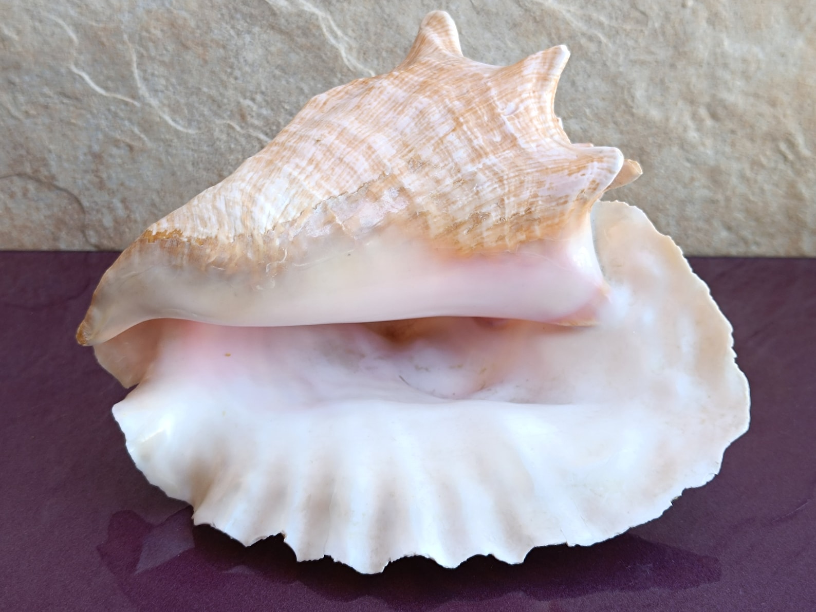 Large Natural Seashell: Hermit Crab Shell, Nautical Decor (200x180x130 ...