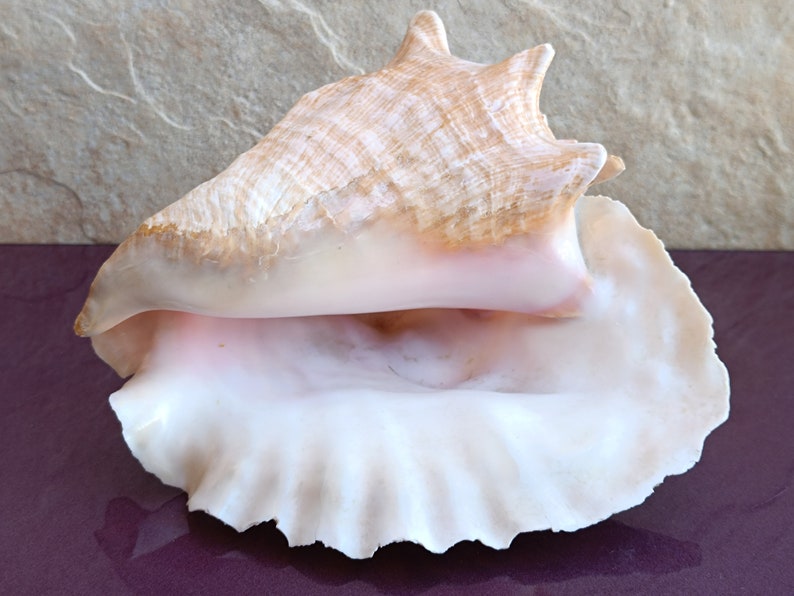 Large Natural Seashell: Hermit Crab Shell, Nautical Decor (200x180x130 ...