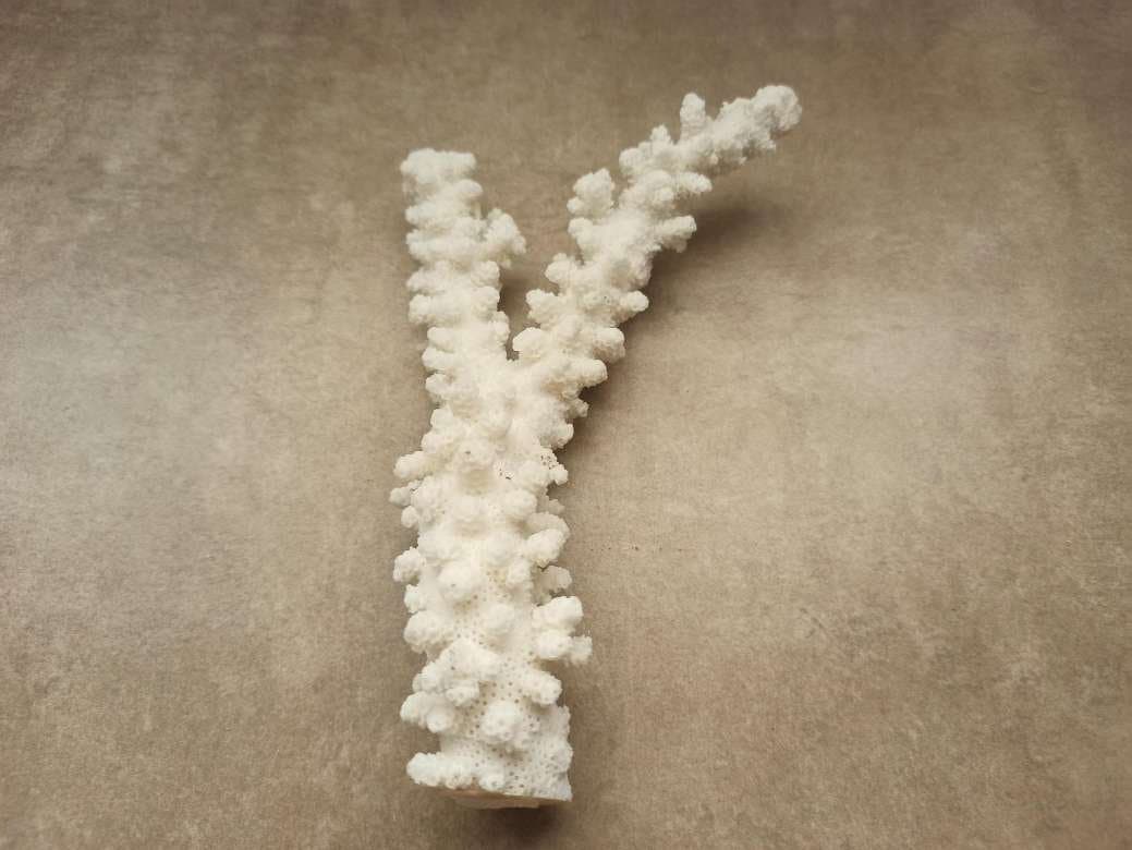 Large Coral Natural White Coral Tree White Coral Natural - Etsy