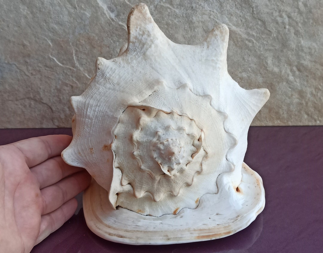 1650g Cassis Cornuta Large Shell, Big Cowrie Shell, Sea Shell, Decor ...