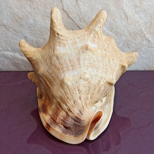 LARGE Huge Beautiful Shell, Big Crab Shell, Huge Ocean Shell, Sea Shell ...