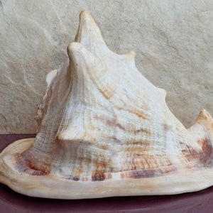 2088g LARGE Cassis Cornuta Huge Beautiful Shell, Big Crab Shell, Huge ...