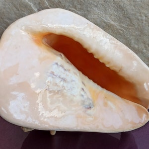 2088g LARGE Cassis Cornuta Huge Beautiful Shell, Big Crab Shell, Huge ...