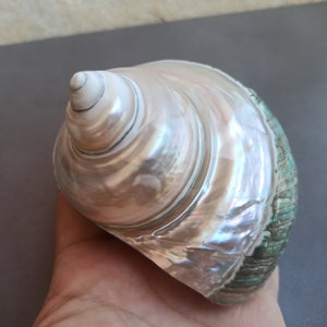 Rare Turquoise Cute, Beautiful Shell, Sea Treasure, Large Round Shell ...