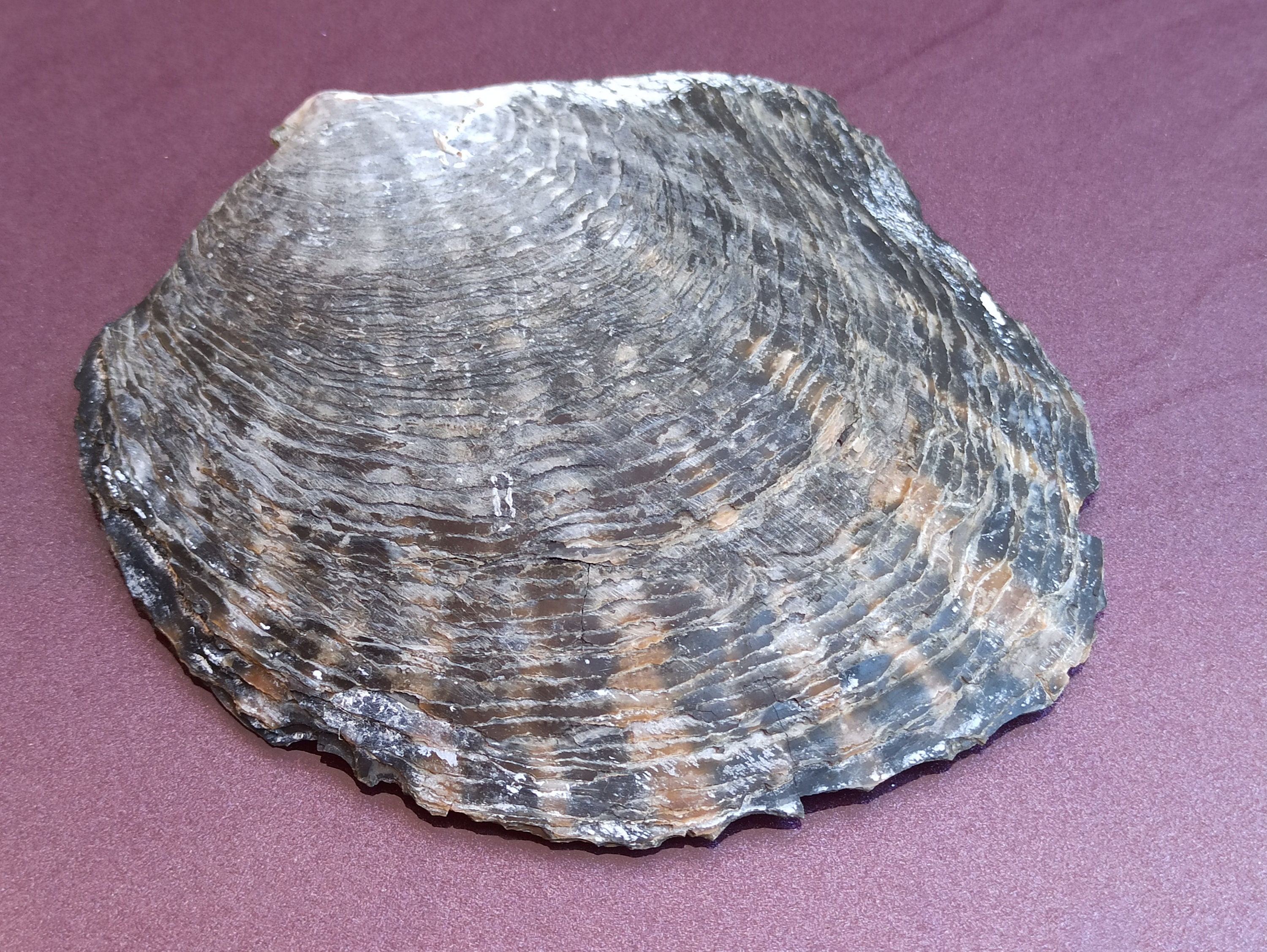 RARE Pinctada Margaritifera Pearl Shell Lipped Mother of - Etsy