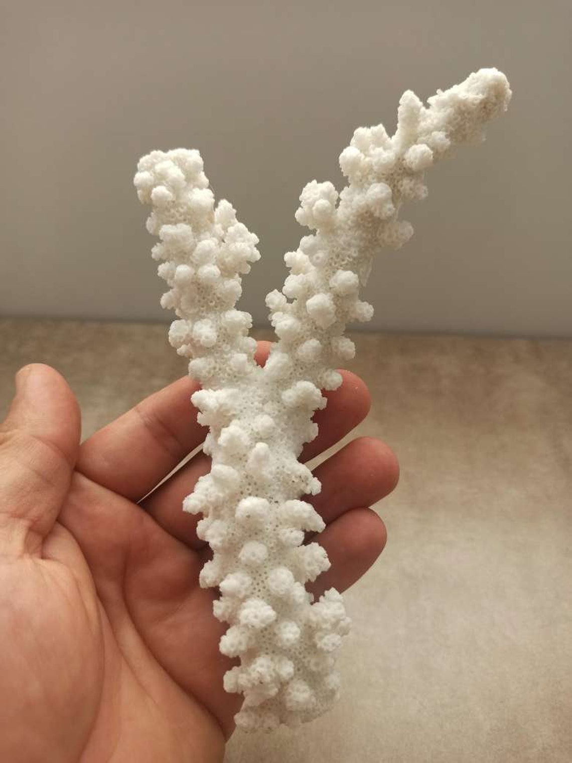 Large Coral Natural White Coral Tree White Coral Natural - Etsy