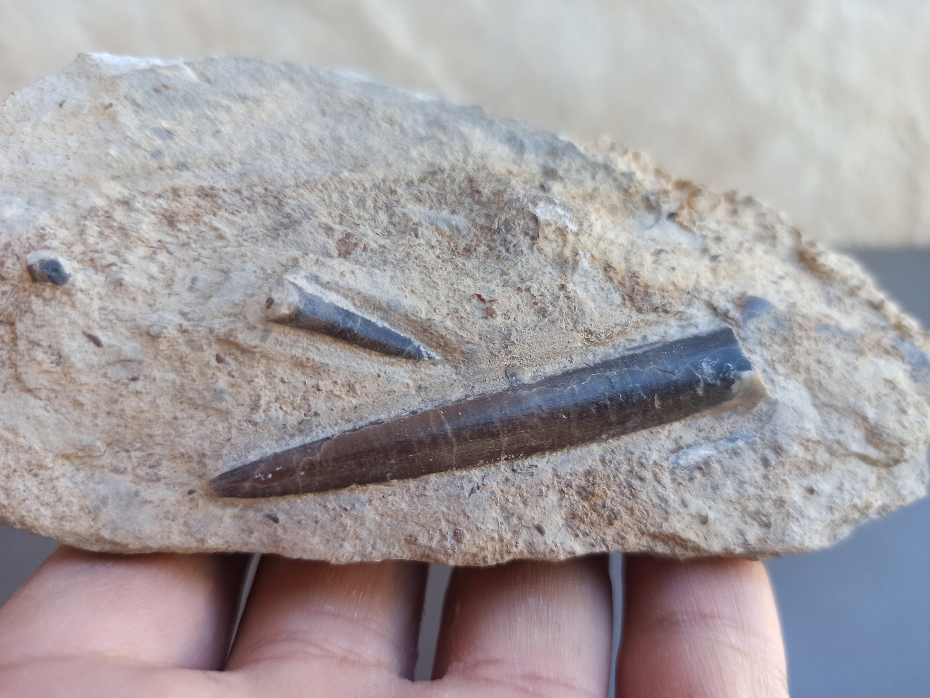 Belemnite Shell Fossils in Rock, Mineral Specimen, Belemnite Shell ...