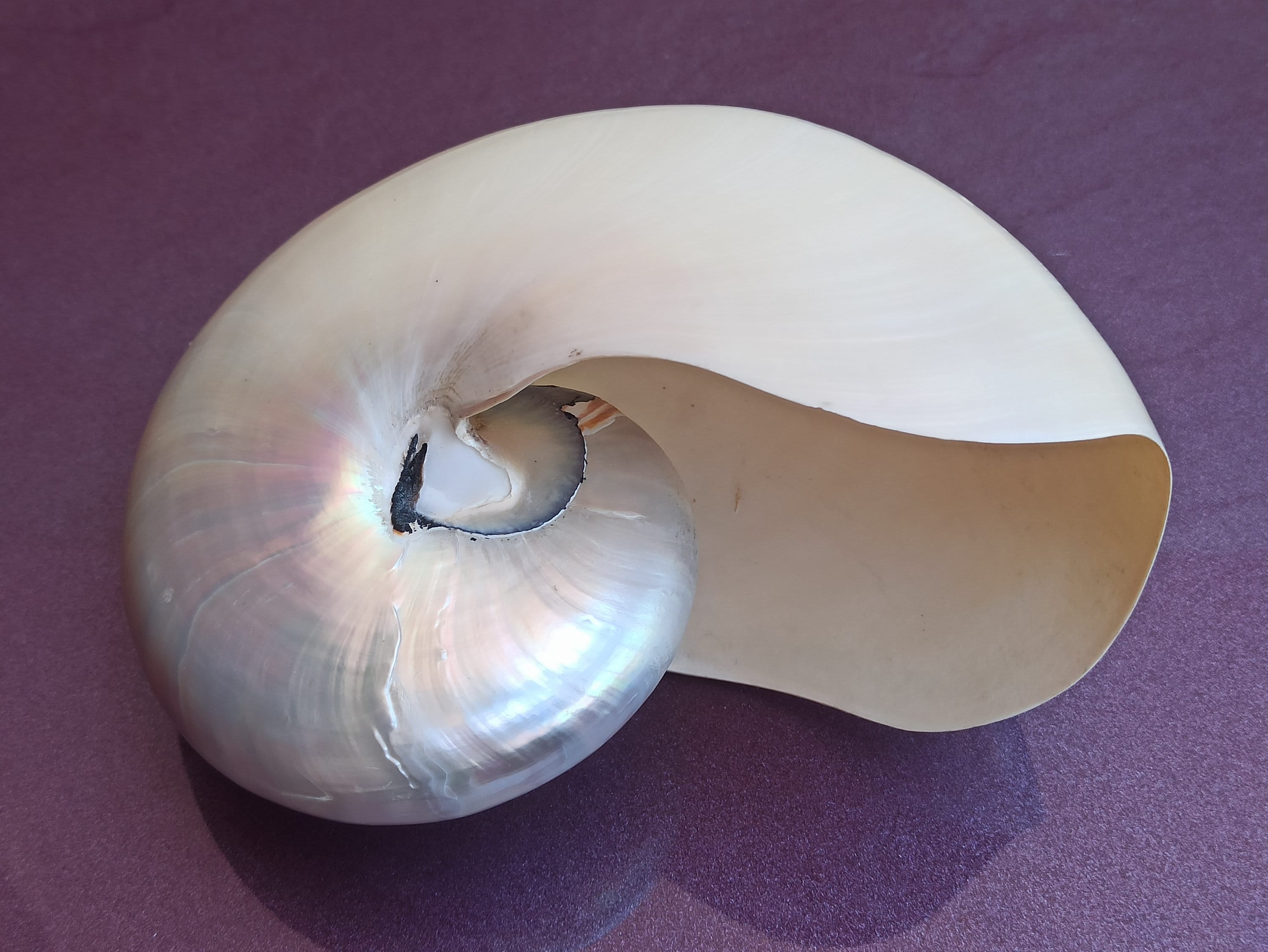 LARGE NAUTILUS Natural Seashell Nautilus Tiger Seashell - Etsy