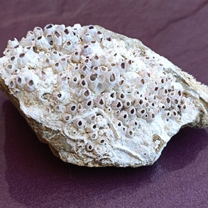 Natural Purple Acorn Barnacle Cluster, Acorn Barnacle, Barnacle Carrier ...