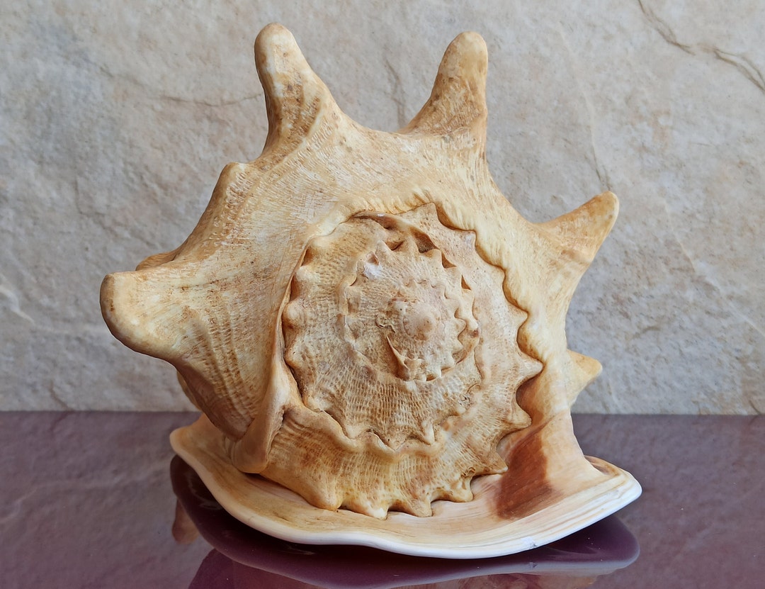 LARGE Huge Beautiful Shell, Big Crab Shell, Huge Ocean Shell, Sea Shell ...