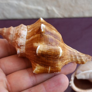 Set of 3 Natural Sea Shells, Beautiful Shell, Big Crab Shell, Huge ...