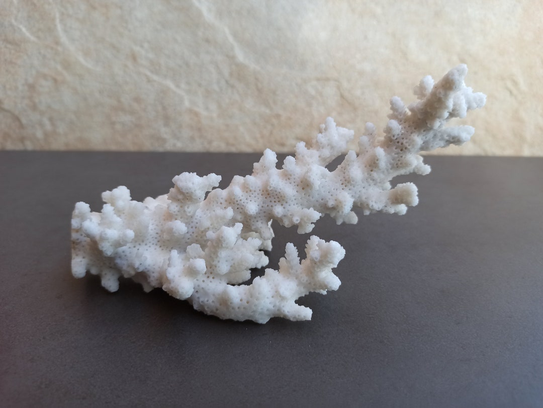 Real White Coral Reef, White Coral Tree, Natural Coral Sea, Large White ...