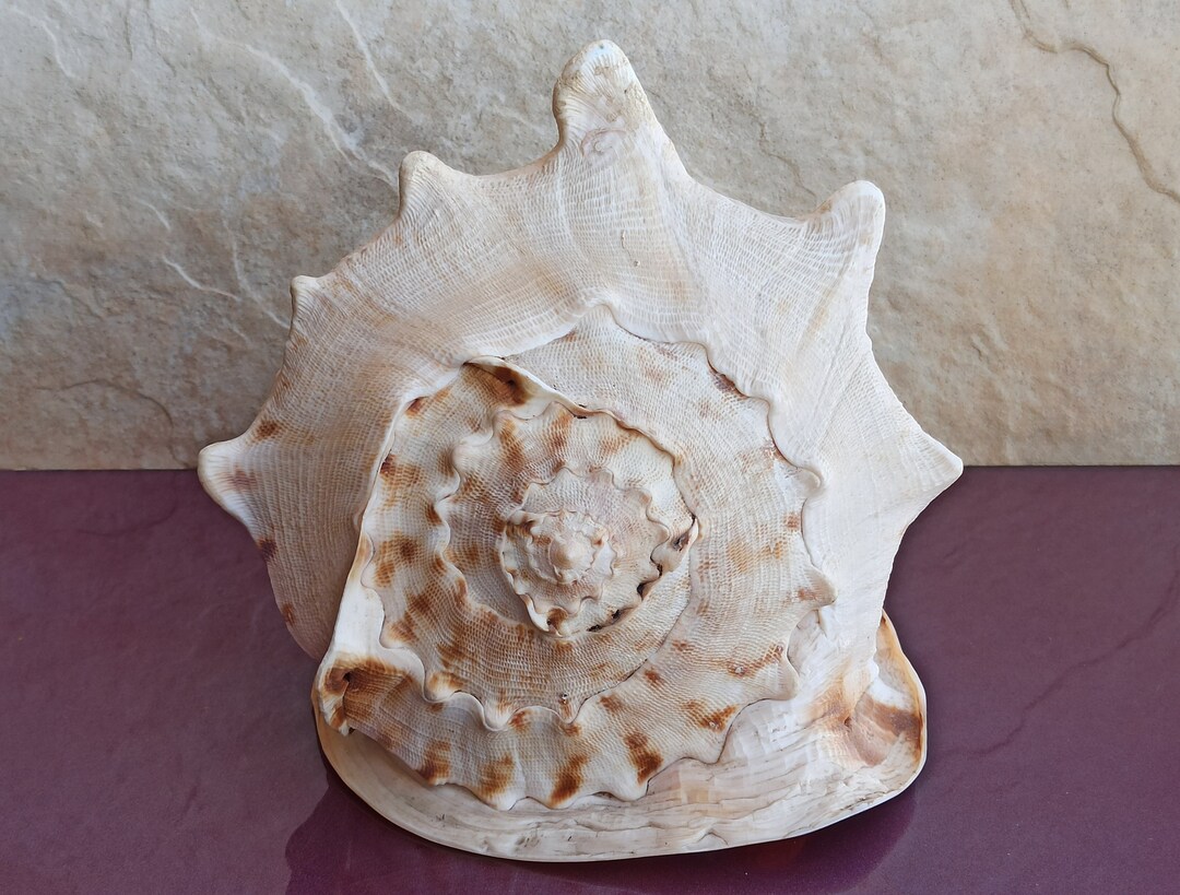 1820g Cassis Cornuta LARGE Beautiful Shell, Big Crab Shell, Huge Ocean ...