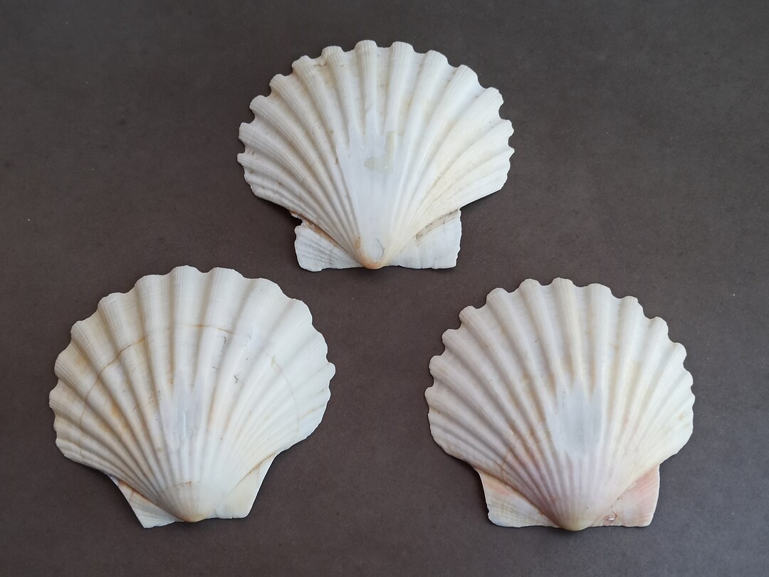 Set of 3 Oceanic Shells, Natural Seashell, Rough Sea Shell, Flower ...