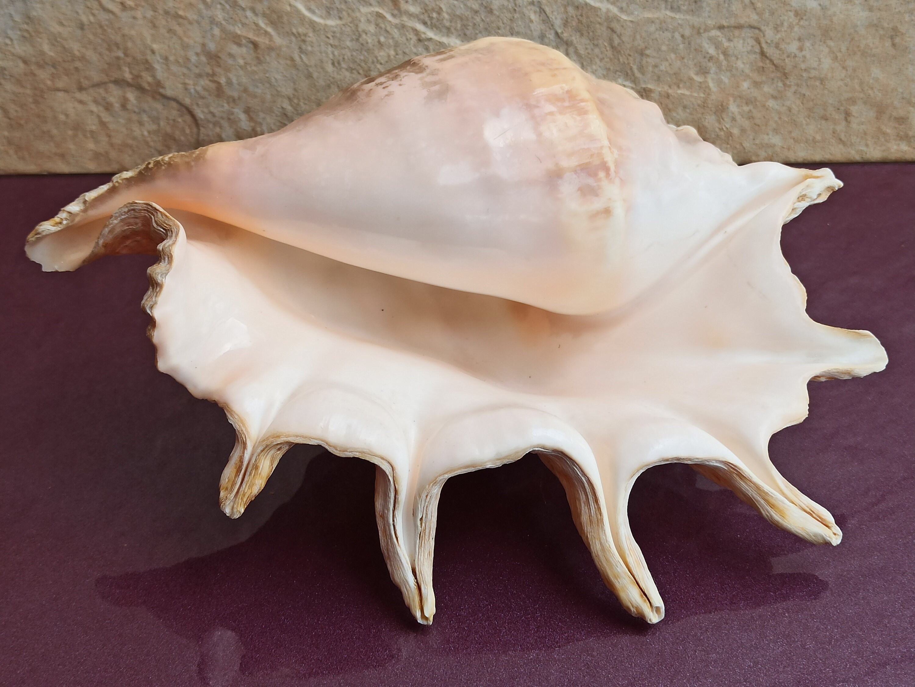 LARGE Huge Beautiful Shell Big Shell Huge Ocean Shell Sea - Etsy