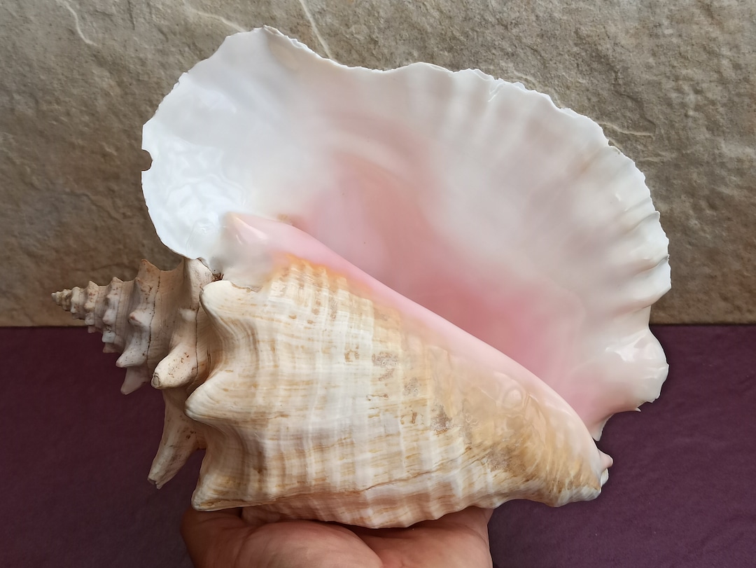 Large Huge Beautiful Shell, Big Crab Shell, Huge Ocean Shell, Sea Shell ...