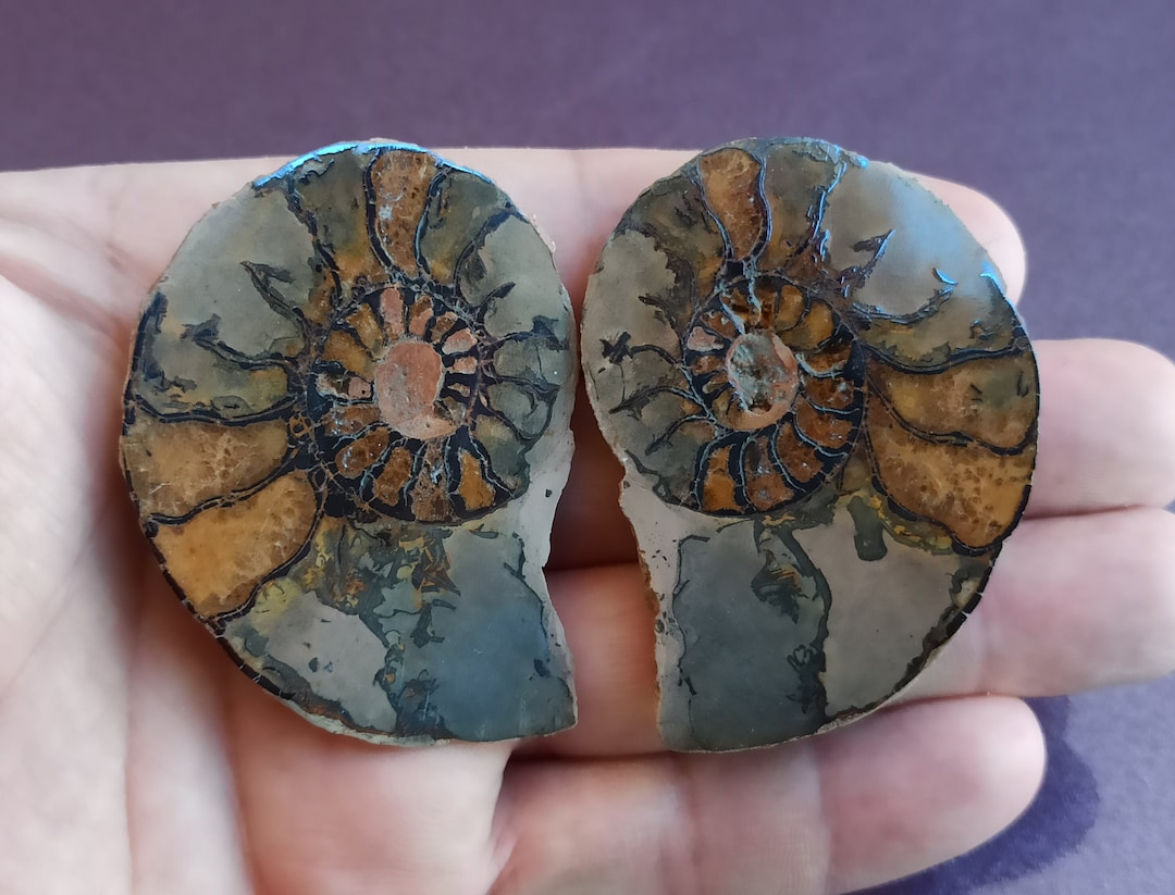 Pair Ammonites 300-400 Million Years Old, Natural Nautilus Fossil ...