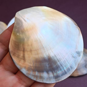 Shell Pinctada Margaritifera, Pearl Shell, Lipped Mother of Pearl ...
