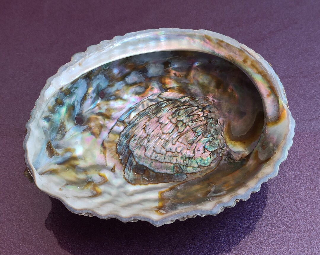 Mother-of-pearl Purple Sea Shell, Large Rare Shell, Mother of Pearl ...