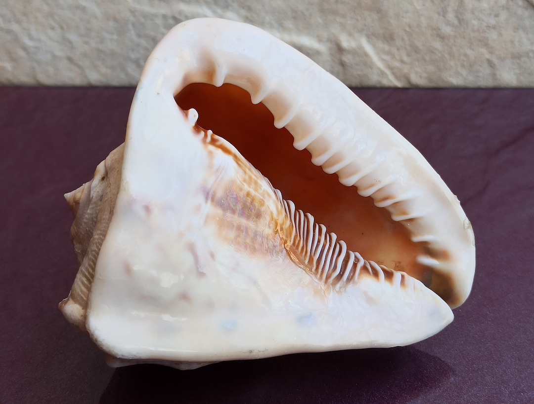 Cassis Tuberosa Shell: King Helmet Seashell, Natural Ocean Decor - Etsy