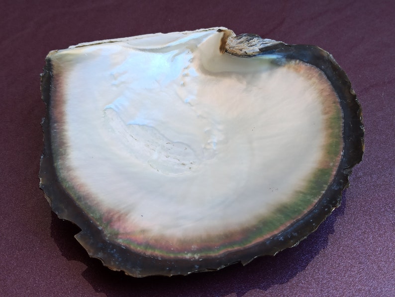 Rare Black Lipped Pearl Oyster Shell: Pinctada Margaritifera - Etsy ...