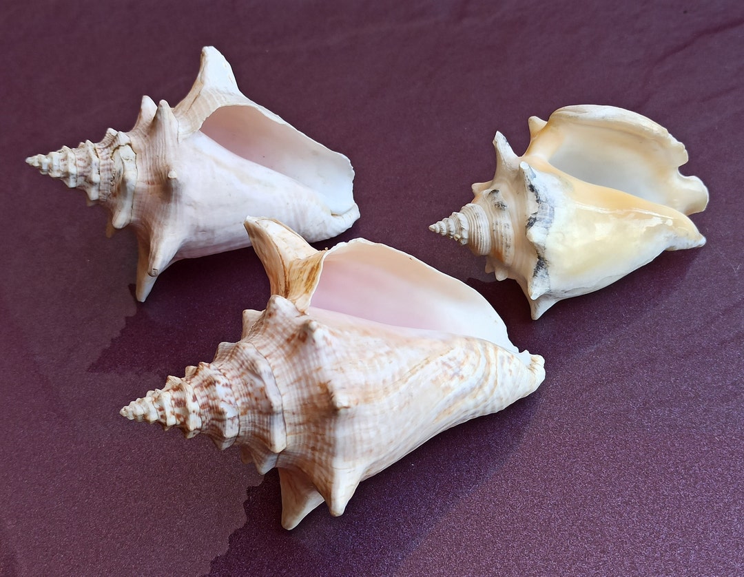 Set of 3 Natural Sea Shells, Beautiful Shell, Big Crab Shell, Huge ...
