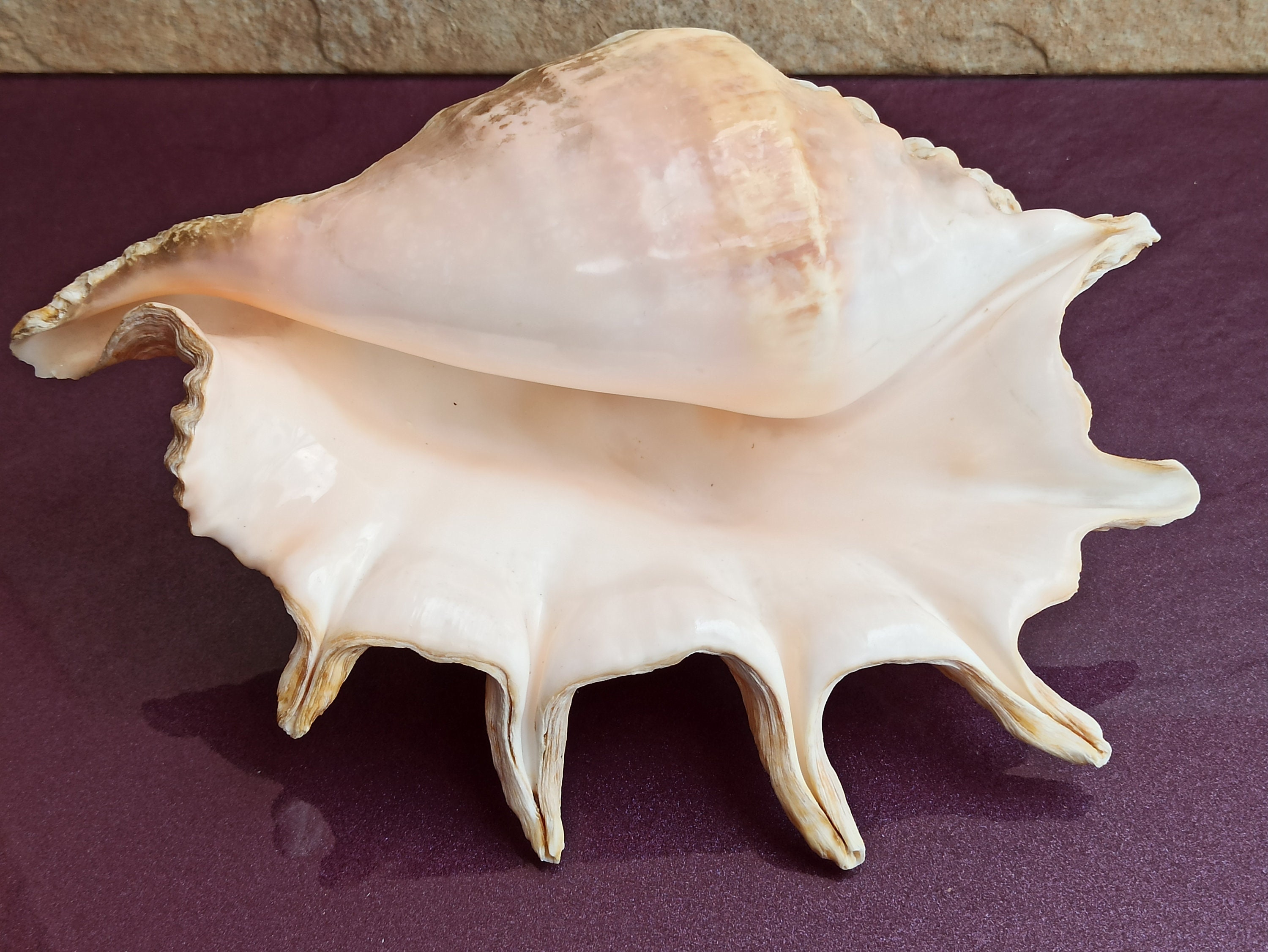 LARGE Huge Beautiful Shell Big Shell Huge Ocean Shell Sea - Etsy