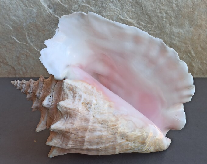 1080 G LARGE Huge Beautiful Shell Big Crab Shell Huge Ocean - Etsy