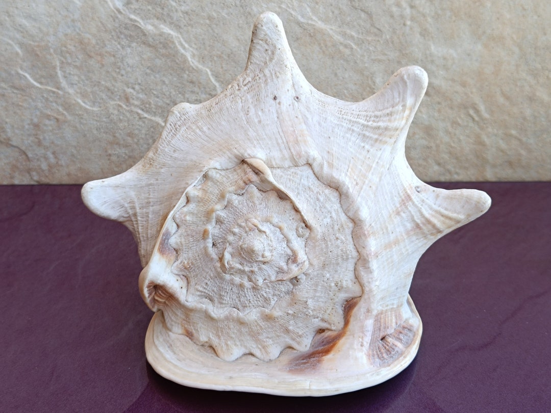 LARGE Huge Beautiful Shell, Big Crab Shell, Huge Ocean Shell, Sea Shell ...