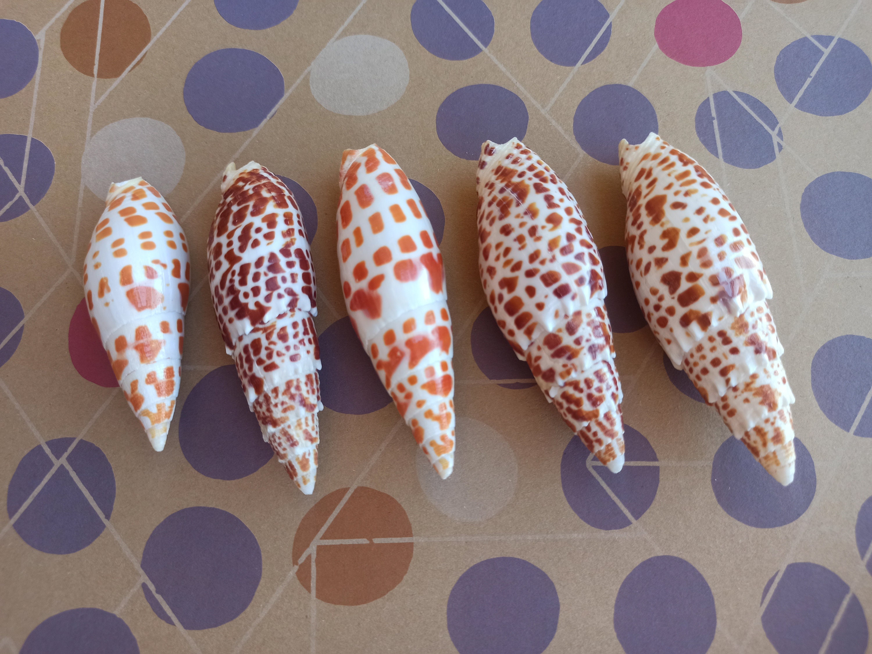 Rare Conus Sea Shell Seashell Large Tiger Shell Sea - Etsy