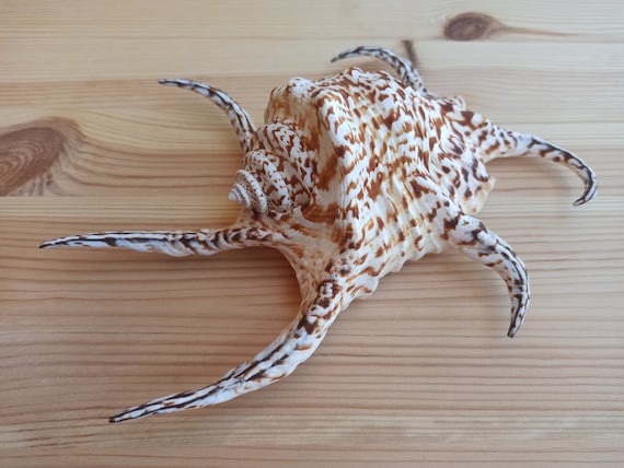 Large Huge Beautiful Shell Big Shell Huge Ocean Shell Sea - Etsy