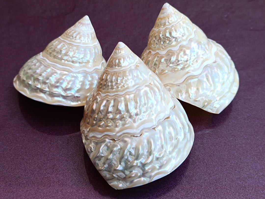 Mother-of-pearl Shell, Cone Shell, Clock Snail, Bell Conch Craft Shell ...