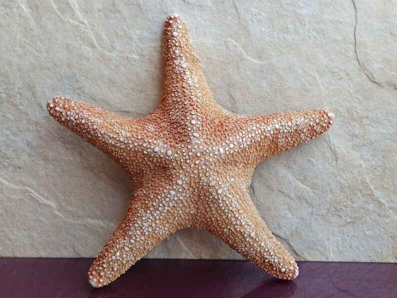 Starfish, Huge Starfish, Big Starfish, Sea Starfish, Ocean Starfish ...
